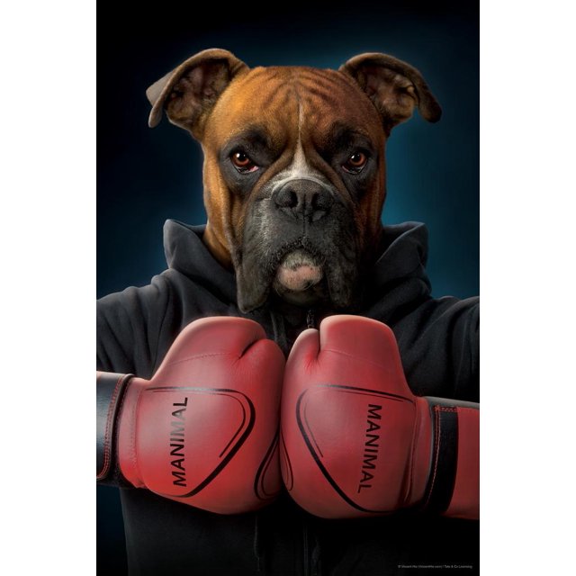 Boxing Boxer Dog by Vincent Hie Funny Animal Dog Posters For Wall Funny ...
