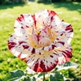 Variegated rose, Hardy Perennial Fragrant Garden Decor for Plant ...