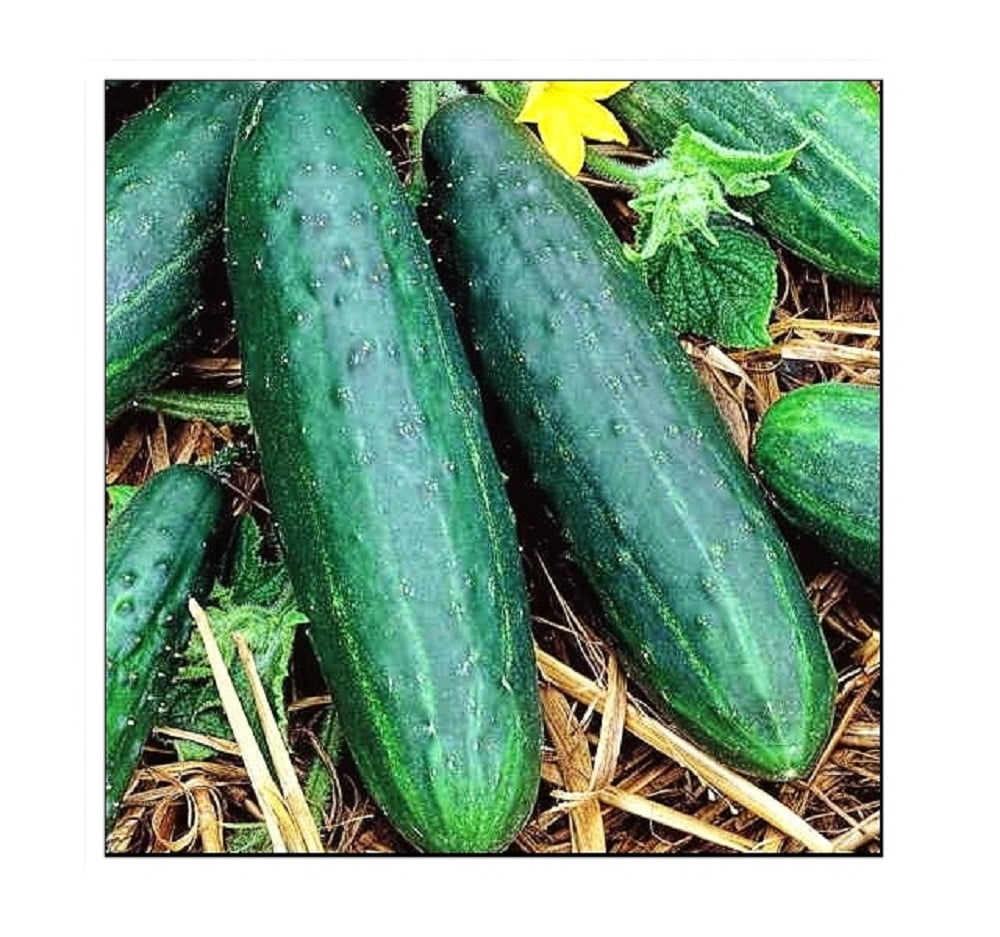 Craft Supplies & Tools Gardening & Plants Floral & Garden Crafts ...
