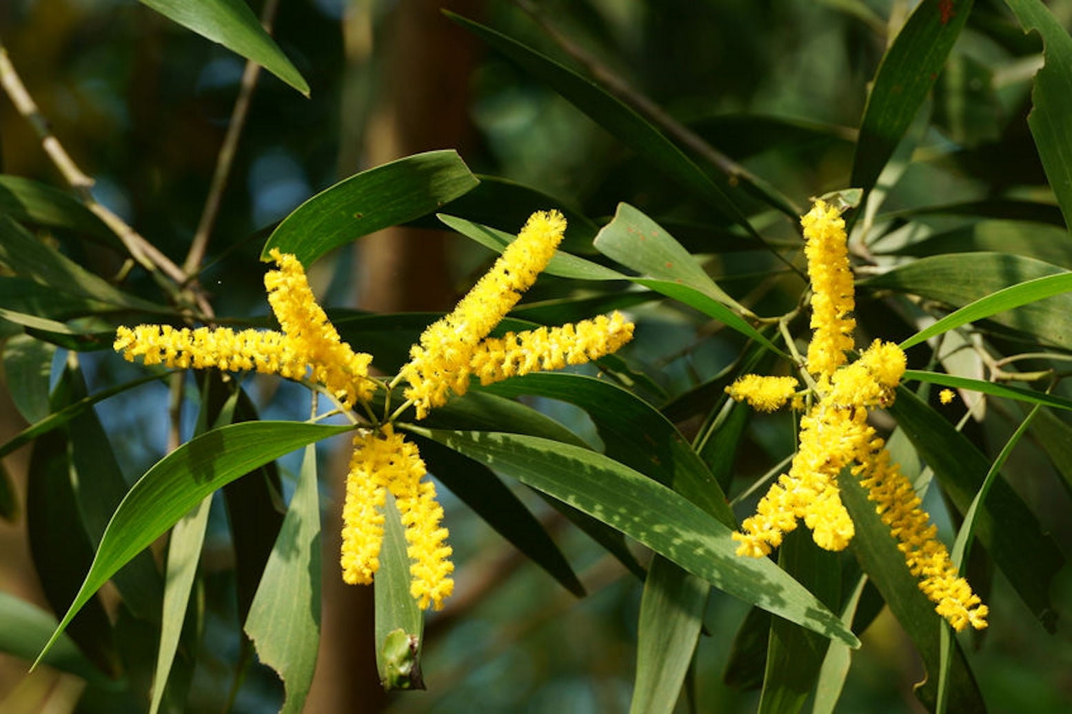 SEEDS = = 10 seeds -Papuan Tree -Northern Black Wattle Seeds -Bright ...