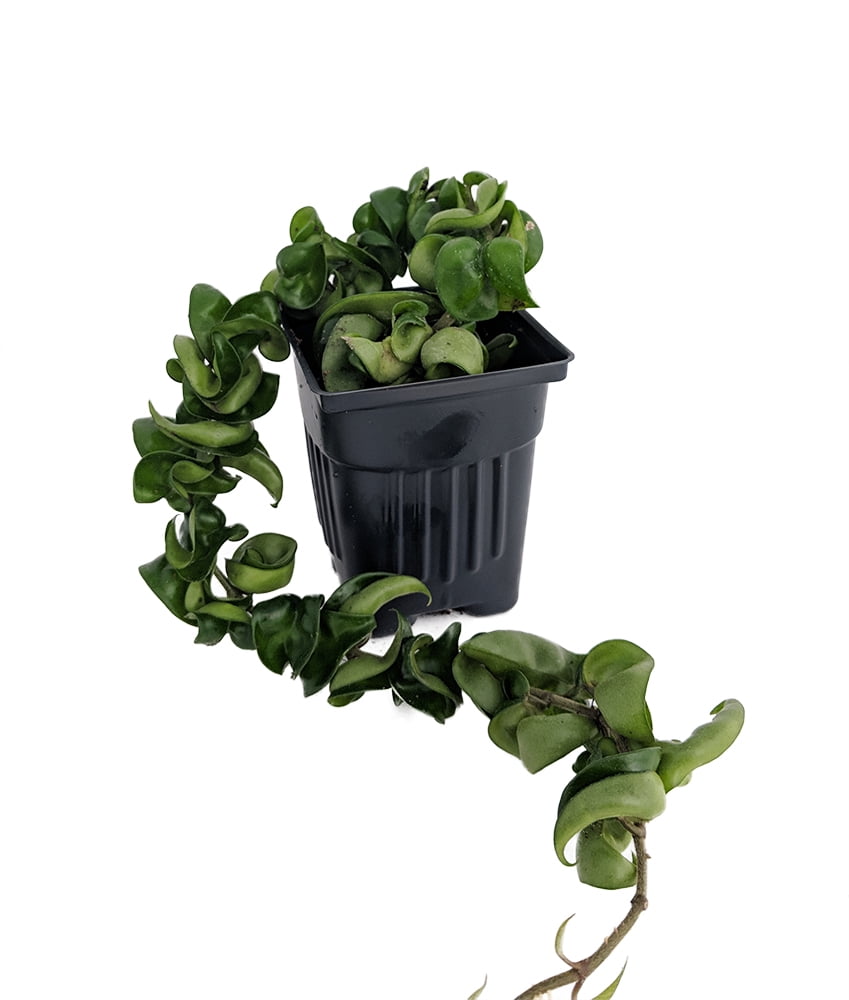 Hoya carnosa 4 inch pot Indian trailing plant Floral & Garden Crafts ...