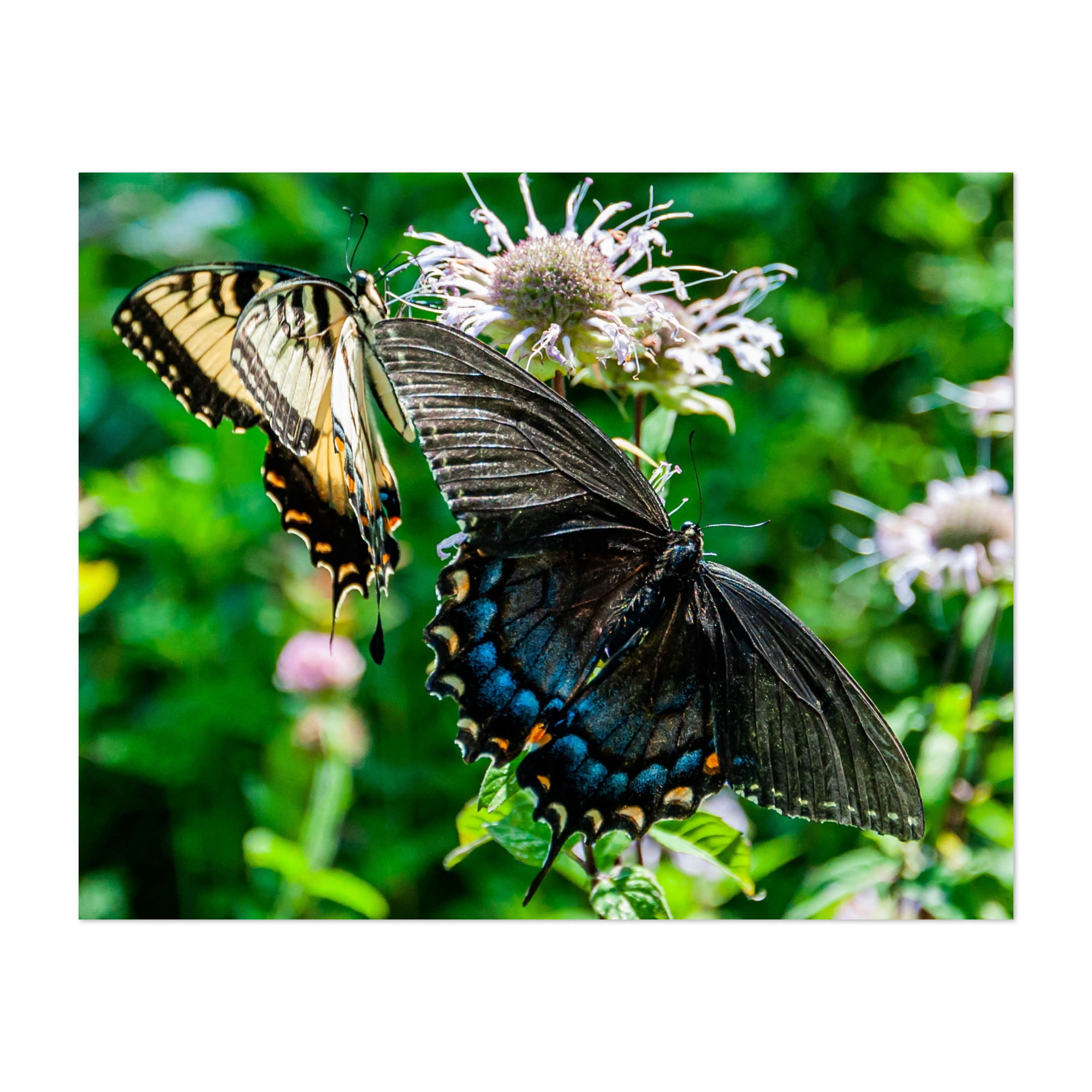 Prints Digital Prints Swallowtail Butterfly Illustration Print etna.com.pe