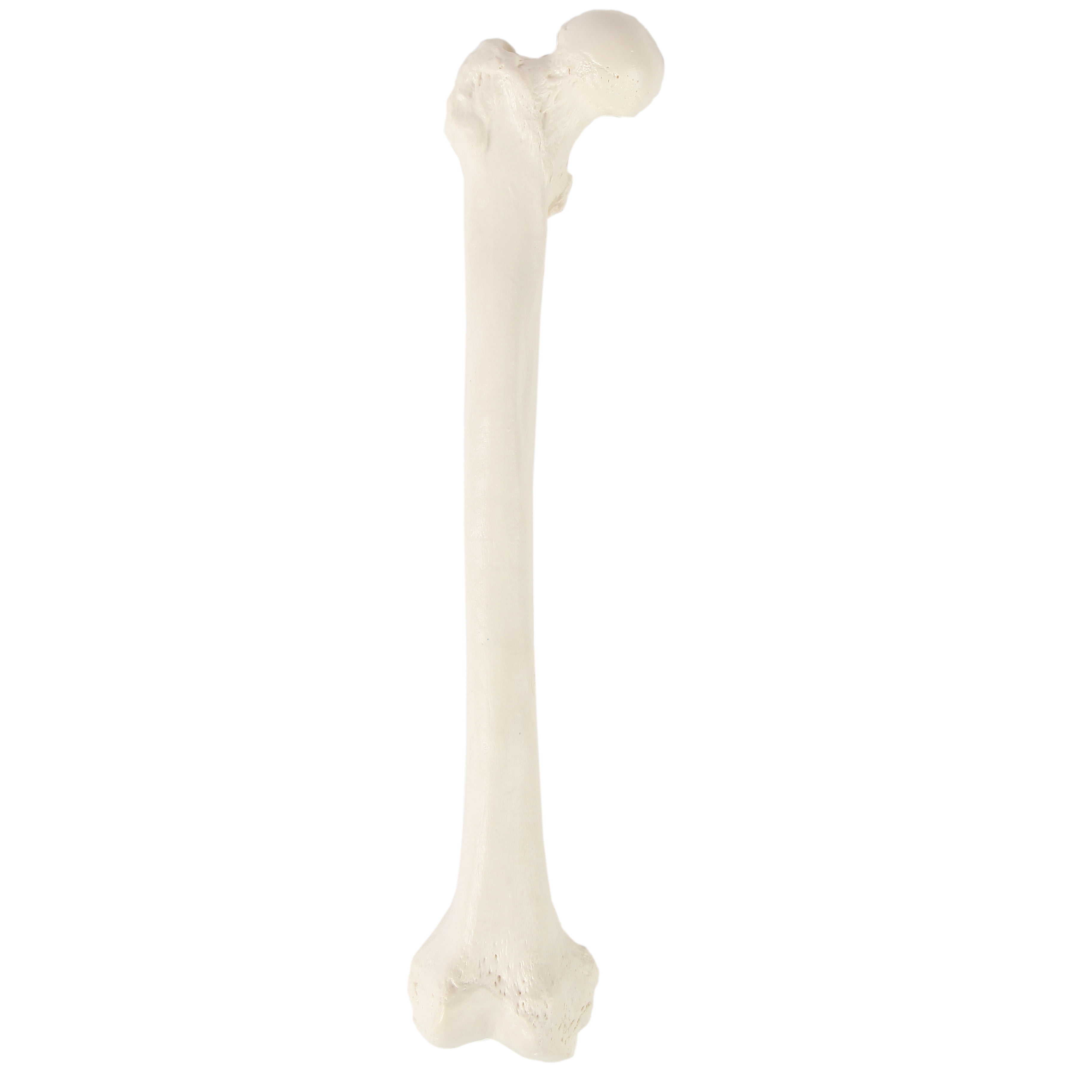 Axis Scientific Femur Bone Model, Right, Cast from a Real Human Femur ...
