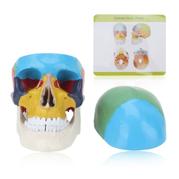 Colored Skull Model,Colored Skull Model School School Skull Model ...