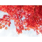 10 RED JAPANESE MAPLE Tree Bloodgood Ornamental Acer Palmatum Seeds ...