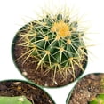Barrel Cactus Assortment, 4 inch Set of 3, Easter Lily, Lemon Barrel ...