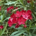 Oleander Red 1 Extra Large 3 Gallon Plant Nerium Oleander Stunning ...