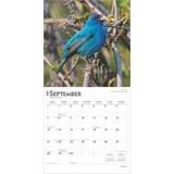 BrownTrout, Songbirds Square 2025 Wall Calendar - Walmart.com