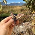 Bat Hoary Badge Reel ID holder: Gift for Nurses, Animal Lovers, vet ...