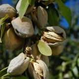Terrasoul Superfoods Raw Unpasteurized Almonds 2 lbs, Sproutable, Vegan ...