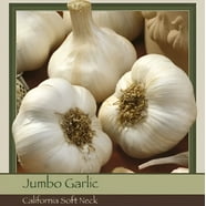 10 Roselily Felicia Bulbs - Walmart.com