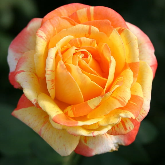 Heirloom Roses - Live Pinkerbelle‚Ñ¢ Hybrid Tea Rose Plant Delivered ...