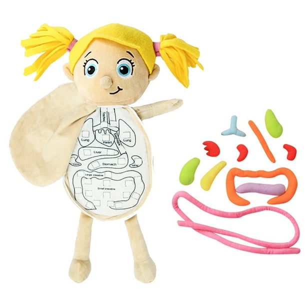 Human Body Anatomy Toy Human Body Organ Doll Model Anatomy Doll ...