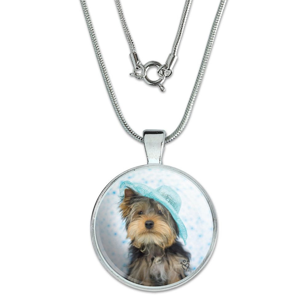 Silver Yorkie Terrier