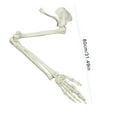 Life Size Human Arm Skeleton Model for Anatomical Study, Anatomical ...