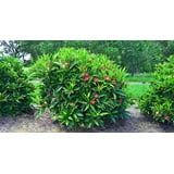 Bloomables® Star Flower Scorpio™ Illicium - Red Blooms - Live Plant - 1 ...