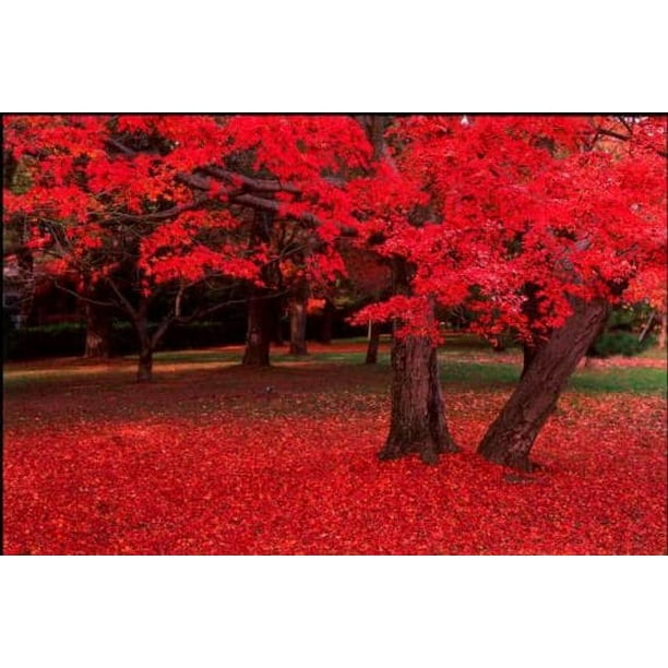 25 Scarlet CAROLINA RED MAPLE Tree Acer Rubrum Seeds - Walmart.com