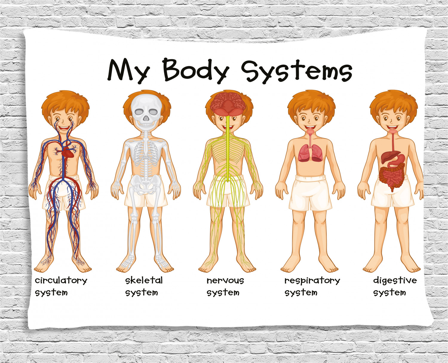 Educational Tapestry Different Systems In Human Nervous Skeletal Educational Tapestry Different Systems In Human Nervous Skeletal