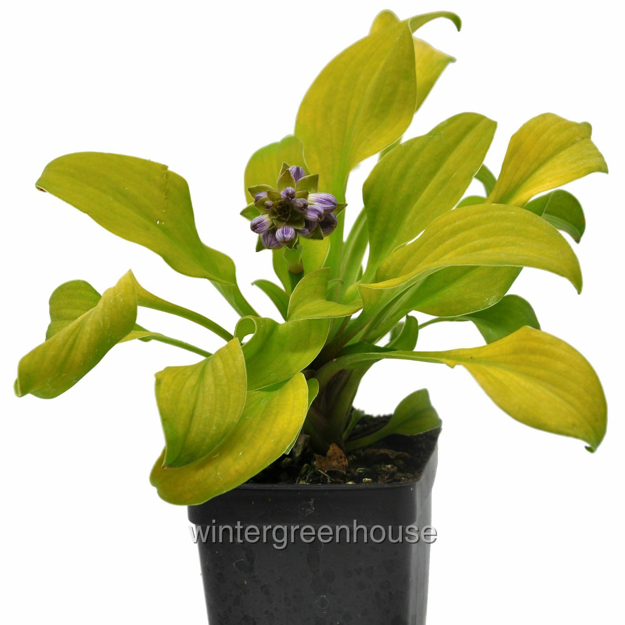 Hosta, Sun Mouse - Pot Size: 3" (2.6x3.5") - Plants, Shade Plants ...