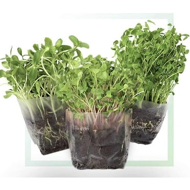 Salad Microgreens Kit - Grow 3 Non GMO Salad Plants at Home, Includes ...