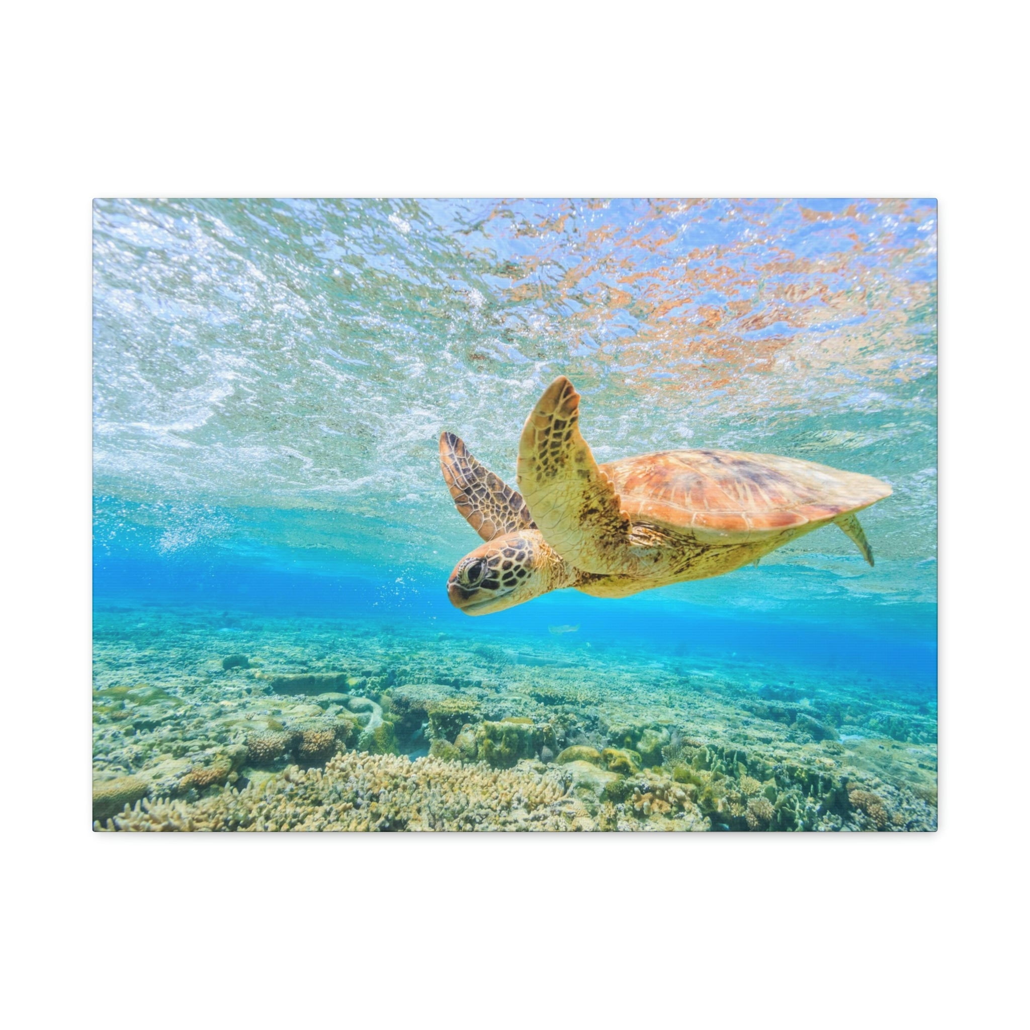 Funny Turtle Silly Turtle Scene Outside Wall Art Ready to Hang Unframed ...