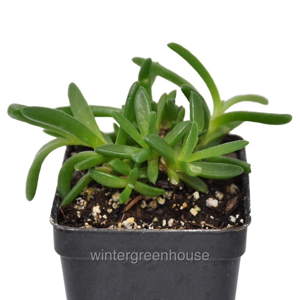 Delosperma Hybrid, Ocean Sunset Orange Glow, Ice Plant - Pot Size: 3 ...