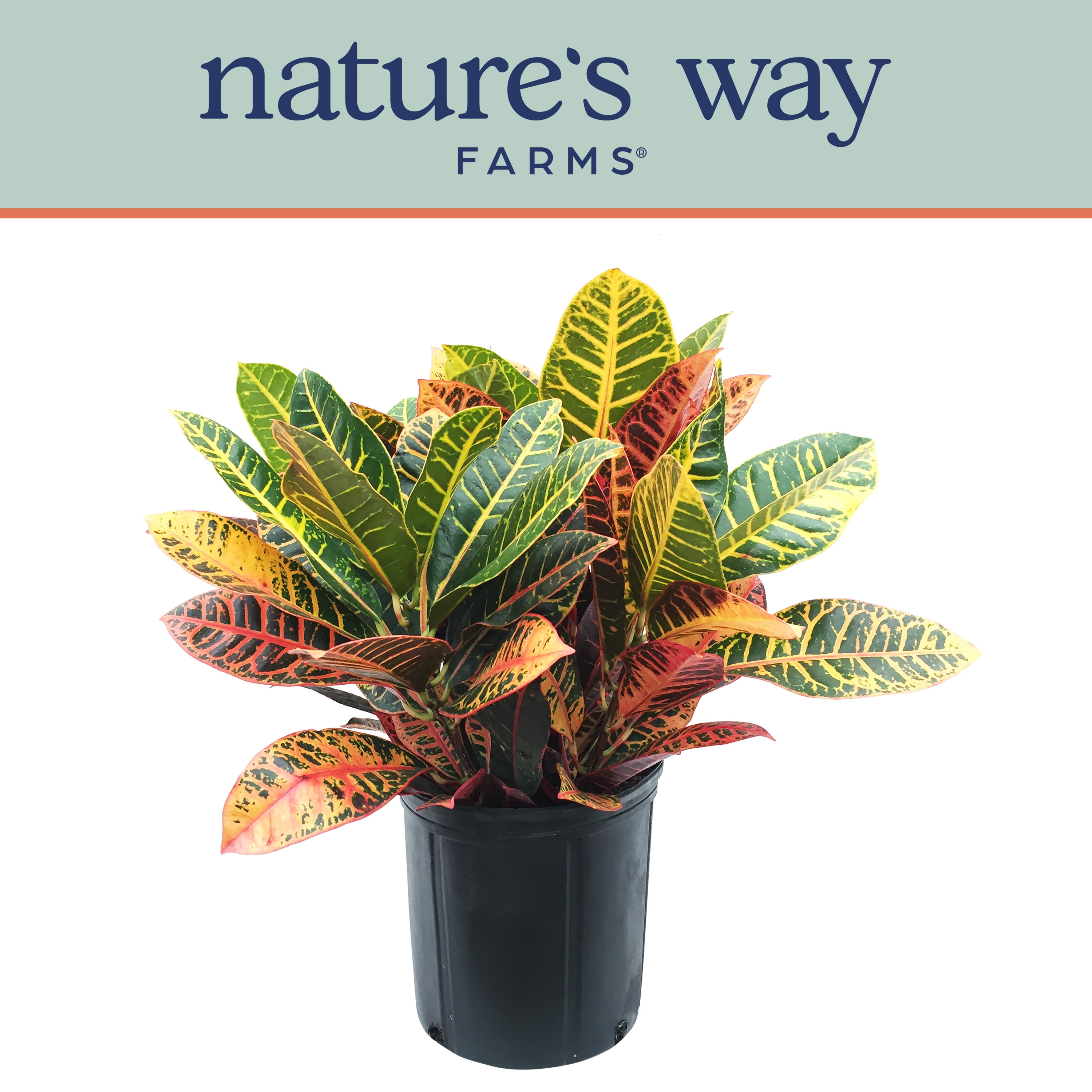 Nature's Way Farms Croton Petra Live Plant (25-30 in. Tall) in Growers ...
