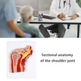 Anatomical Shoulder Joint Structure Model With Muscles and Ligaments ...