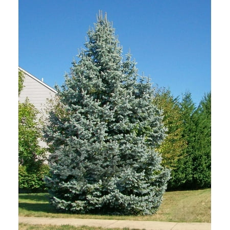 ZILOS 20+ Blue Spruce s for Planting Colorado Blue Spruce Picea Pungens ...