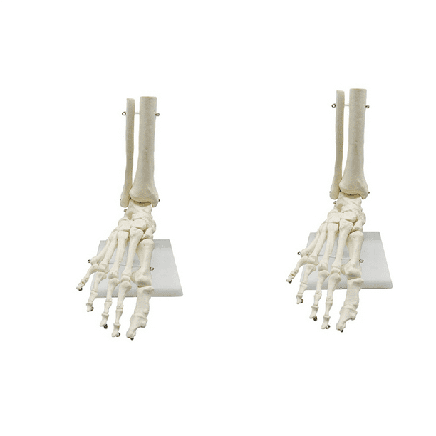 2X 1:1 Human Skeleton Foot Anatomy Model Foot and Ankle with Anatomical ...