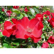 5 Double Planting Red Rose Rosa Bush Shrub Perennial Flower Seeds ...