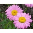 100 Mixed Colors ROBINSONS PAINTED DAISY Chrysanthemum Pink Red Rose ...