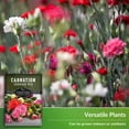 5 packs Chabaud Mix Carnation Seed - Dianthus Caryophyllus - Non-GMO ...
