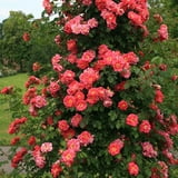 Heirloom Roses Rose Bush - Bajazzo® Climbing Roses , Live Rose Plant ...