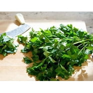40 CONEHEAD THYME Thymus Capitatus syn. Thymbra Capitata Mediterranean ...