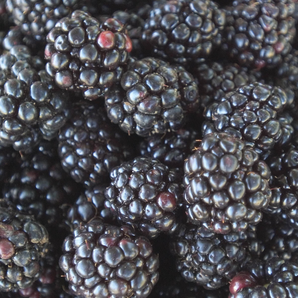 Ouachita Blackberry (Rubus), Dormant Bare Root Starter Fruiting Plant ...