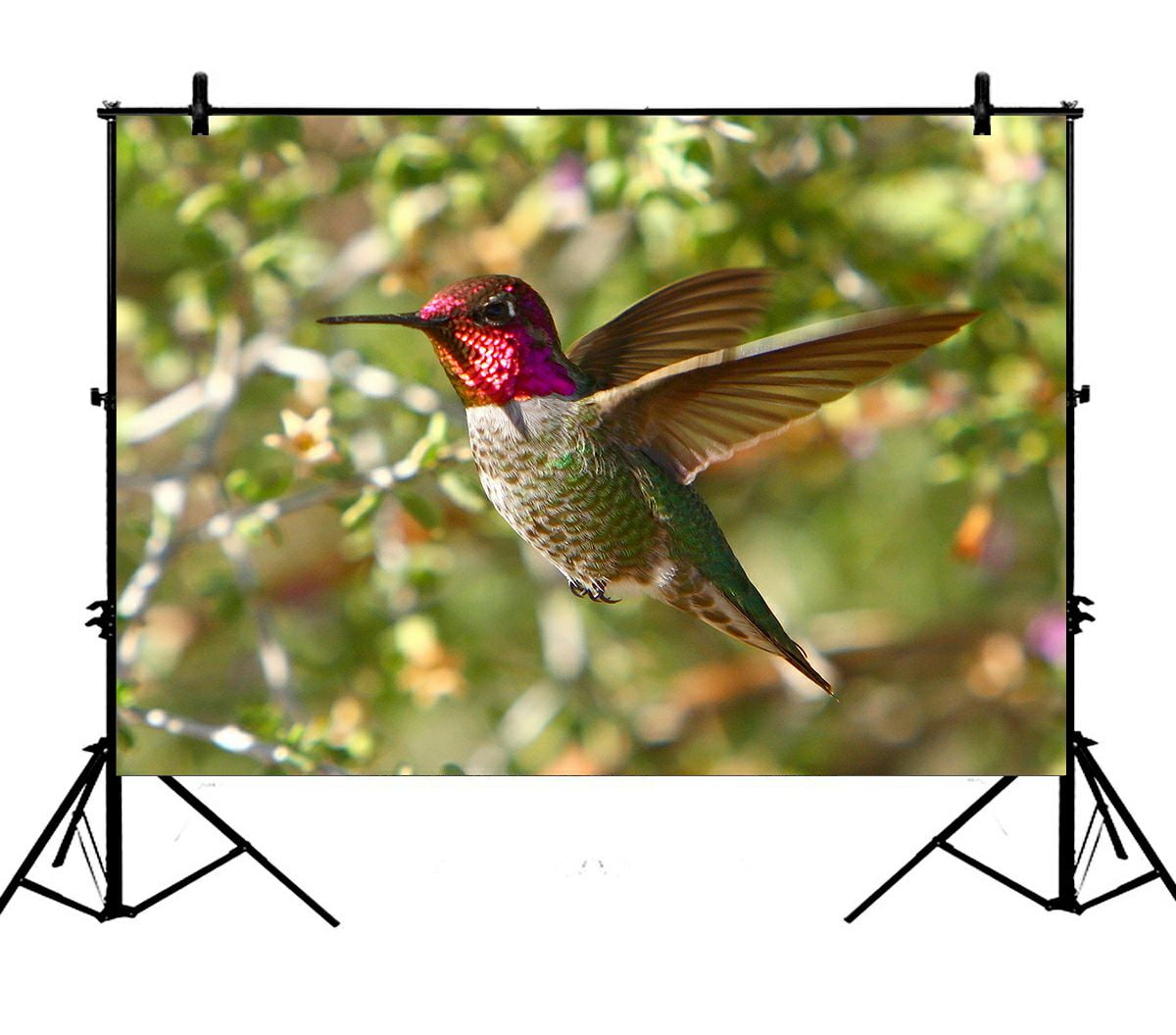 ZKGK 7x5ft Hummingbird Polyester Photography Backdrop For Studio Prop ...