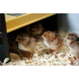 EcoGlow 20 Chick Brooder - Walmart.com