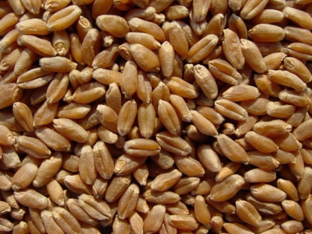 Wheat Nuts