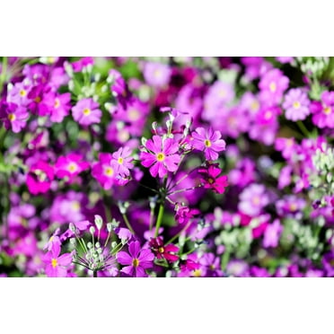 100 WHITE FAIRY PRIMROSE Primula Malacoides Baby Primrose Shade ...