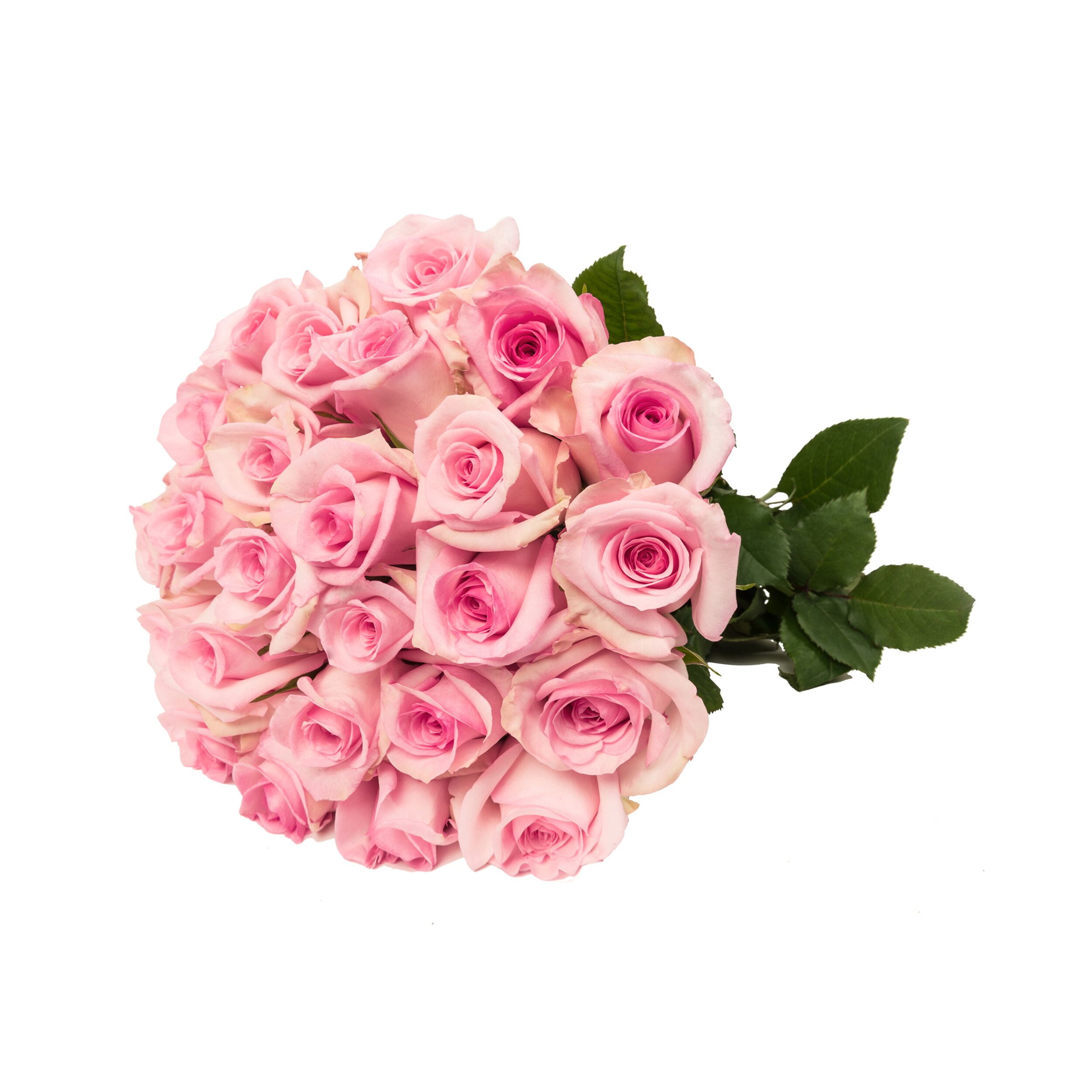 Light Pink Roses 50 cm – Fresh Cut Flowers – 50 Stems