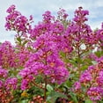 Southern Living 12-18 in. tall Miss Sandra Crape Myrtle Live Tree in 1 ...