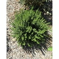 20 TRUE MYRTLE Myrtus Communis aka Common & Sweet Myrtle Fragrant White ...