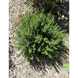 20 TRUE MYRTLE Myrtus Communis aka Common & Sweet Myrtle Fragrant White ...