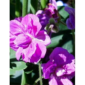 Birch's Double Flowering Geranium Dormant Bare Root Perennial Plants, 3 ...