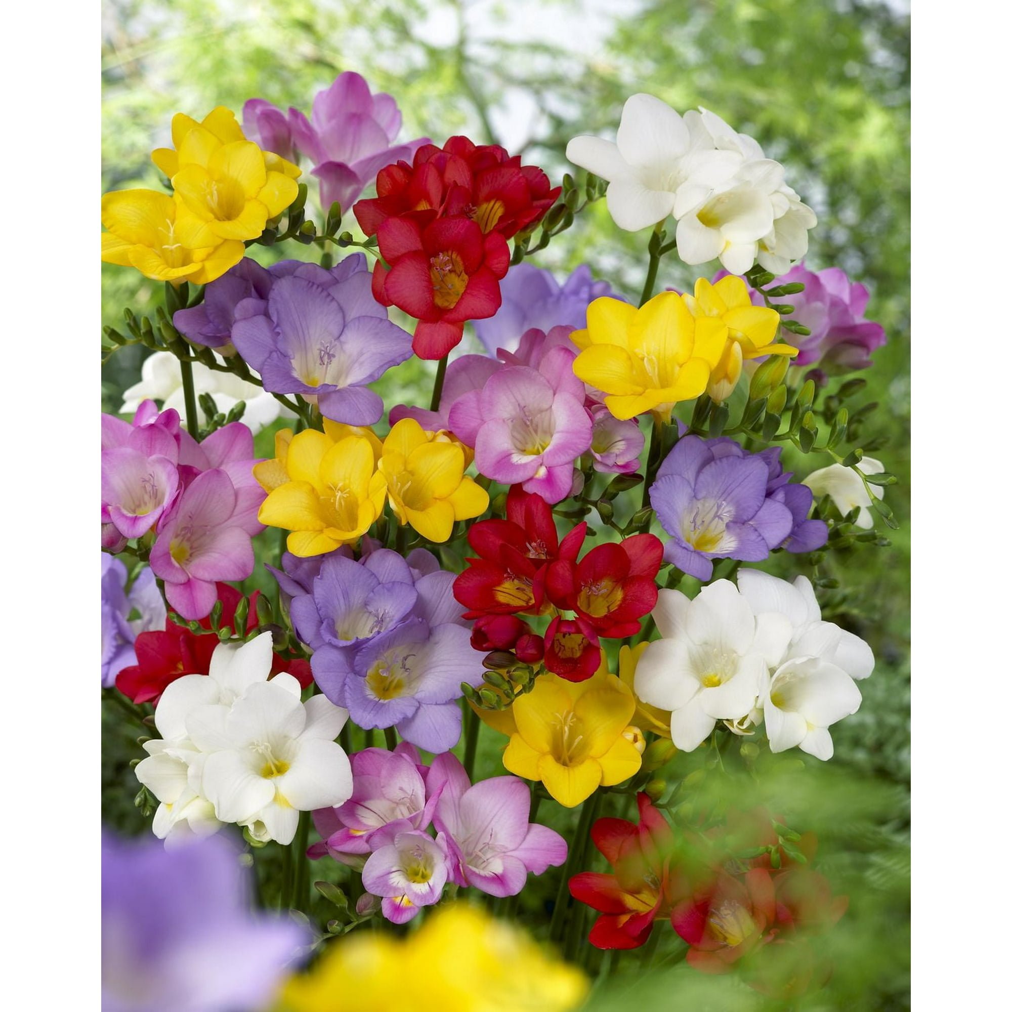 Click here for Tasc Flower Bulbs- Freesia Assorted prices
