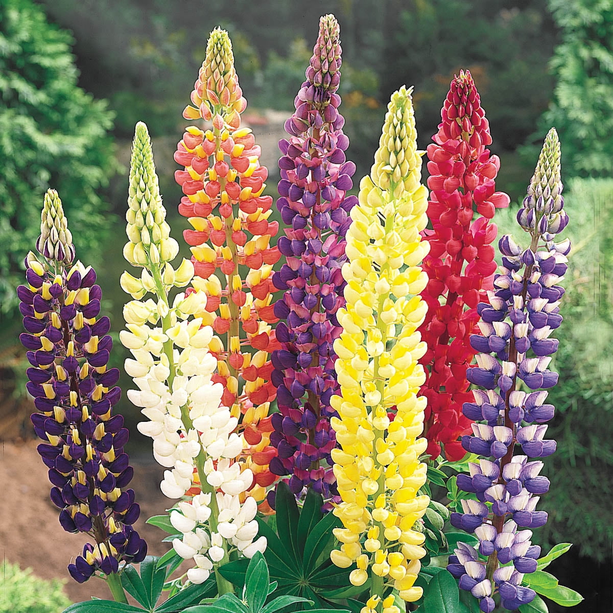 Dwarf Lupines Assortment, Dormant Bare Root Perennial Plants, 3-Pack ...