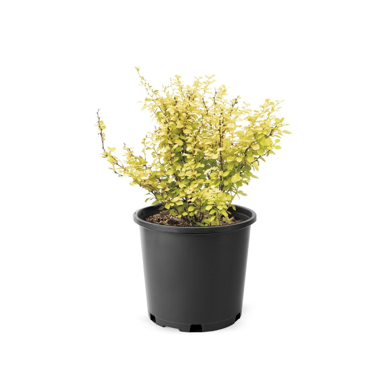 Click here for Landscp Essentials Dwarf Golden Barberry 2 Gallon... prices