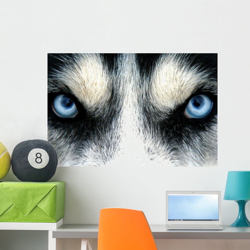 Husky Siberien Wall Mural by Wallmonkeys Peel and Stick Graphic (36 in ...