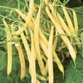 Burpee Goldrush Garden Bean Seeds - Non-GMO, Bush Bean, Vegetable ...
